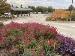 Kansas Plant Farm - Buy from over 500 varieties of plants in Lawrence, KS